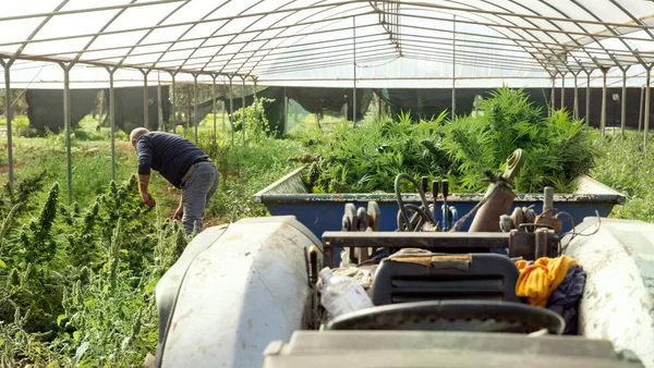 Travailleur du cannabis Stock Photos, Royalty Free Travailleur du ...