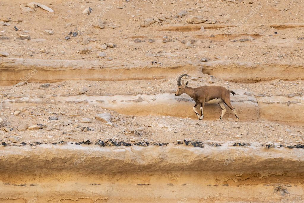 Ibex en las paredes de roca en Ein Avdat en el desierto del Negev en el ...