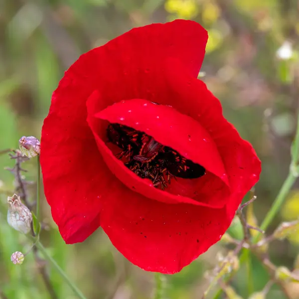 Close up of poppy with beetle inside and rain drops on it in Athens ...