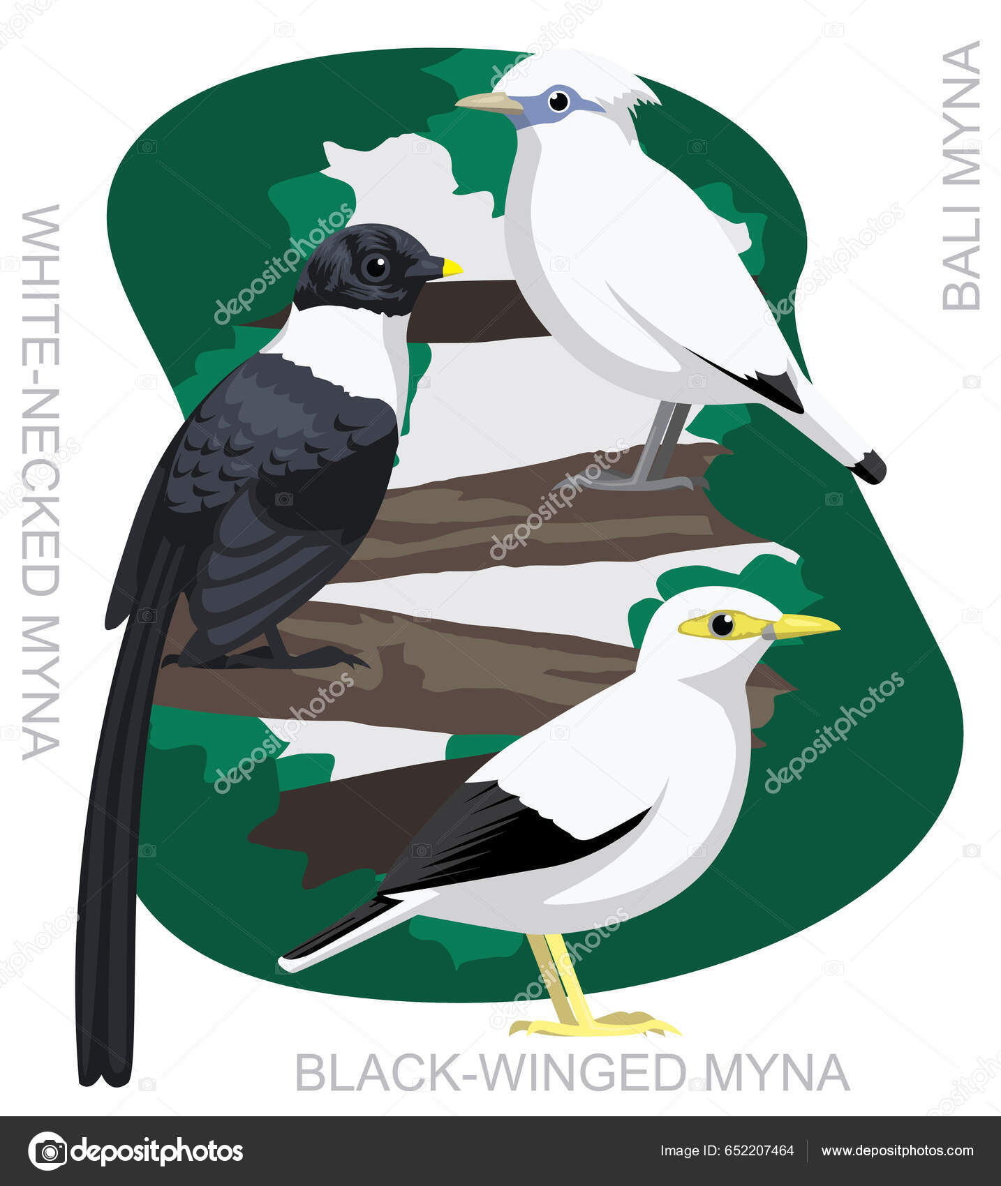 Maina Bird Clipart Cartoon