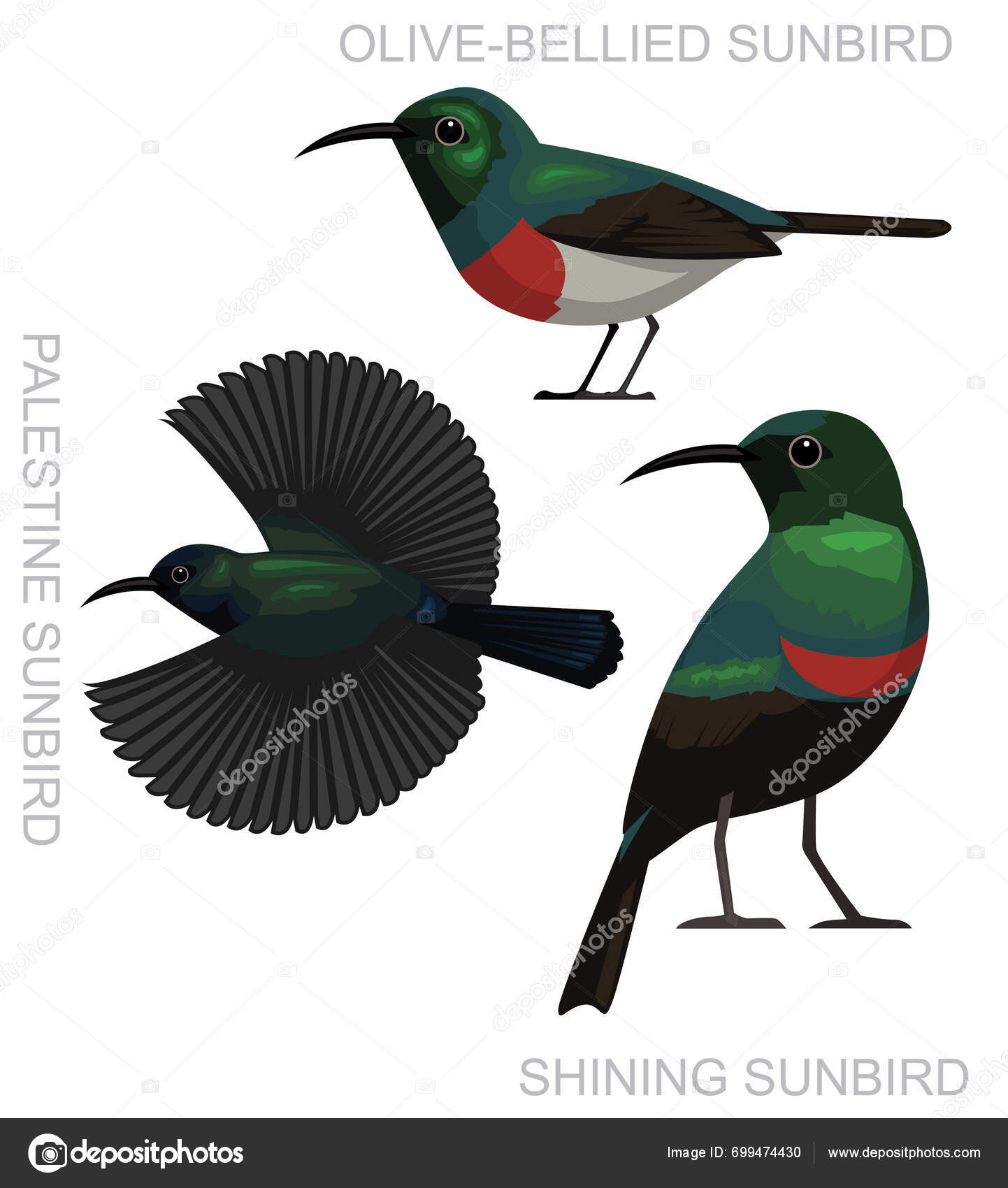 Bird Middle East Sunbird Set Cartoon Vector Stock Vector by ©Punnawich ...