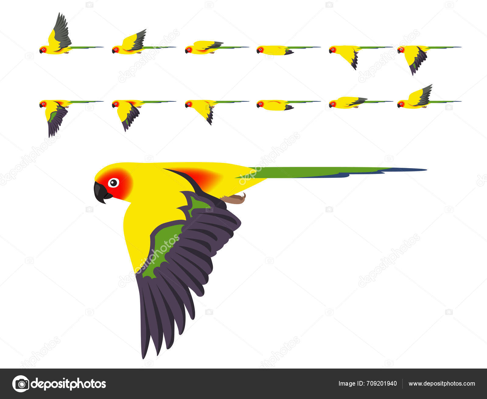 Bird Parrot Sun Conure Parakeet Flying Animation Sequence Cartoon ...