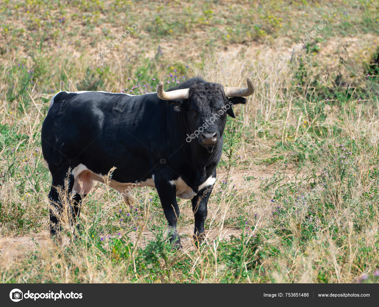Black White Brave Bull Standing Field Grazing Pasture — Stock Photo ...
