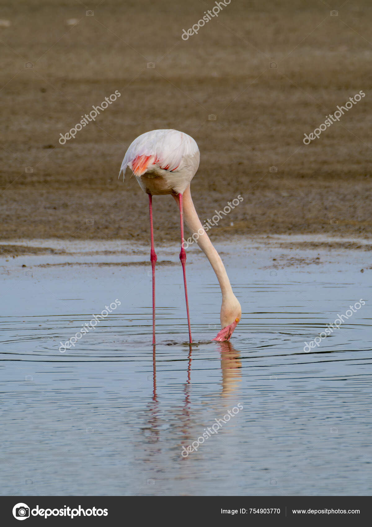 Pink Flamingo Bird Eating Bottom Lagoon — Stock Photo © marcelinopozo ...