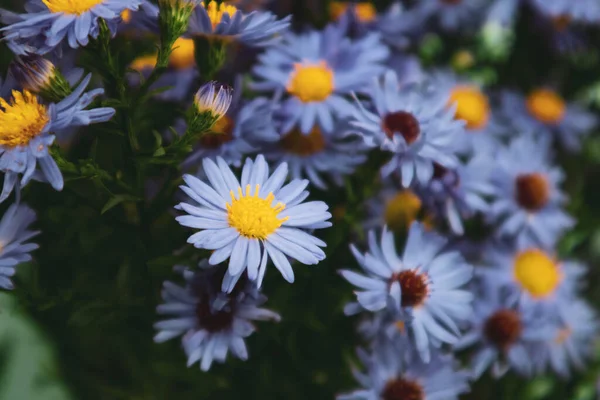 Aster madeira azul Stock Photos, Royalty Free Aster madeira azul Images ...