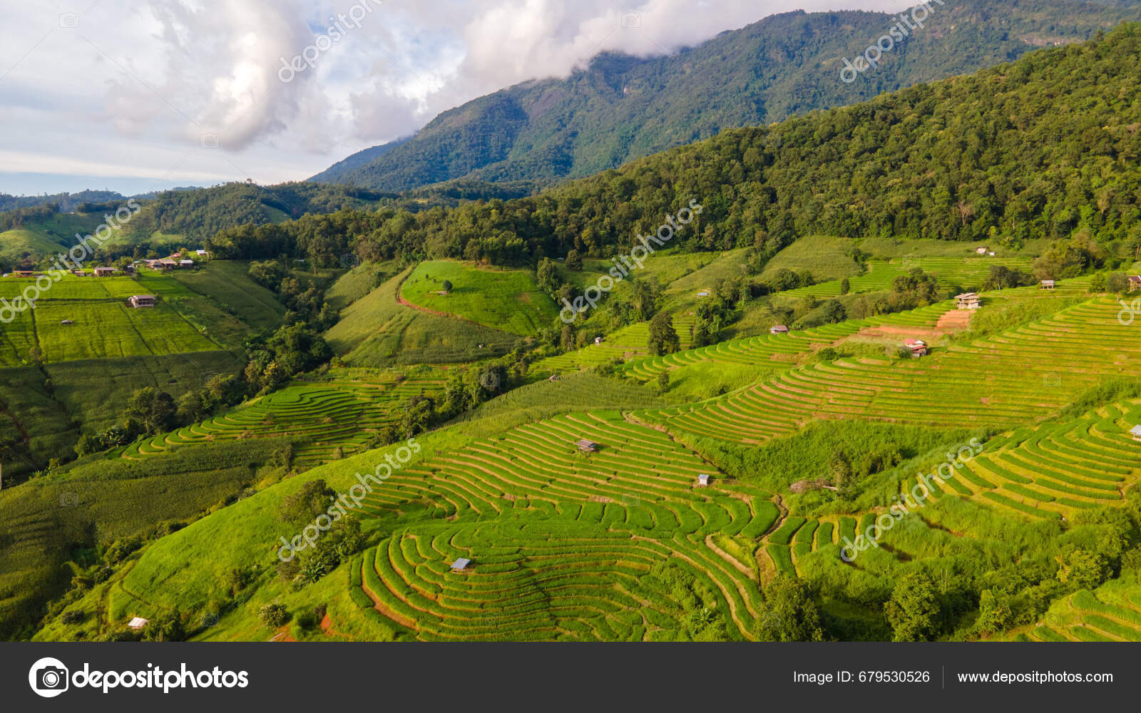 Terraced Rice Field Chiangmai Thailand Pong Piang Rice Terraces Stock ...