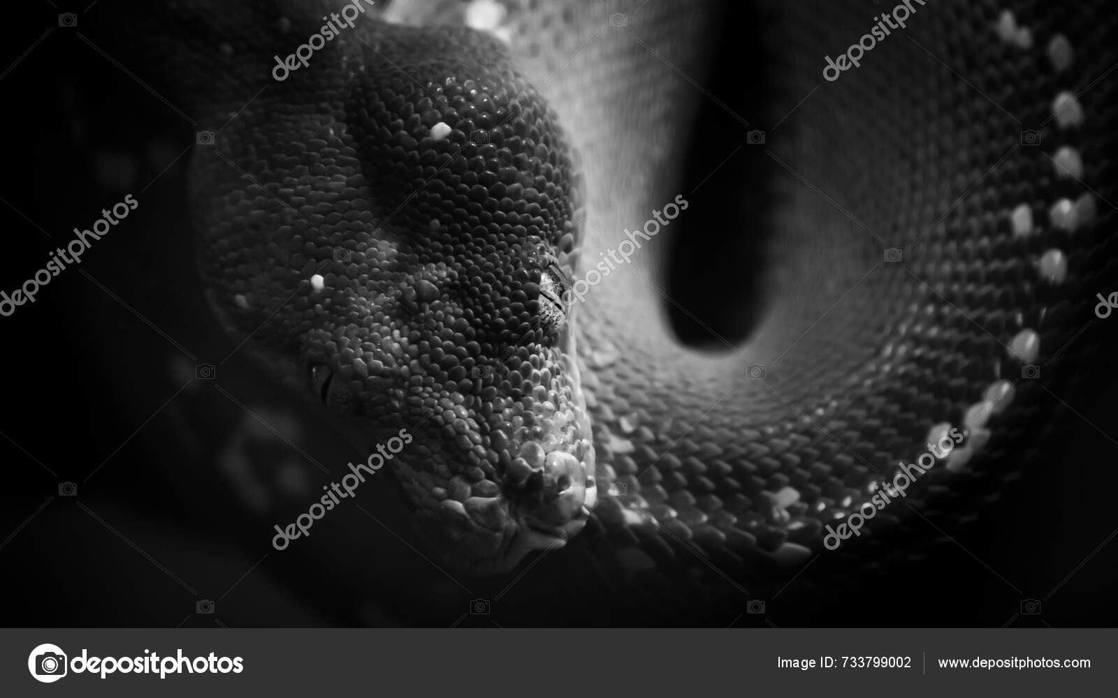 Green Tree Python Closeup Low Key Shadows — Stock Photo © MarkCastiglia ...