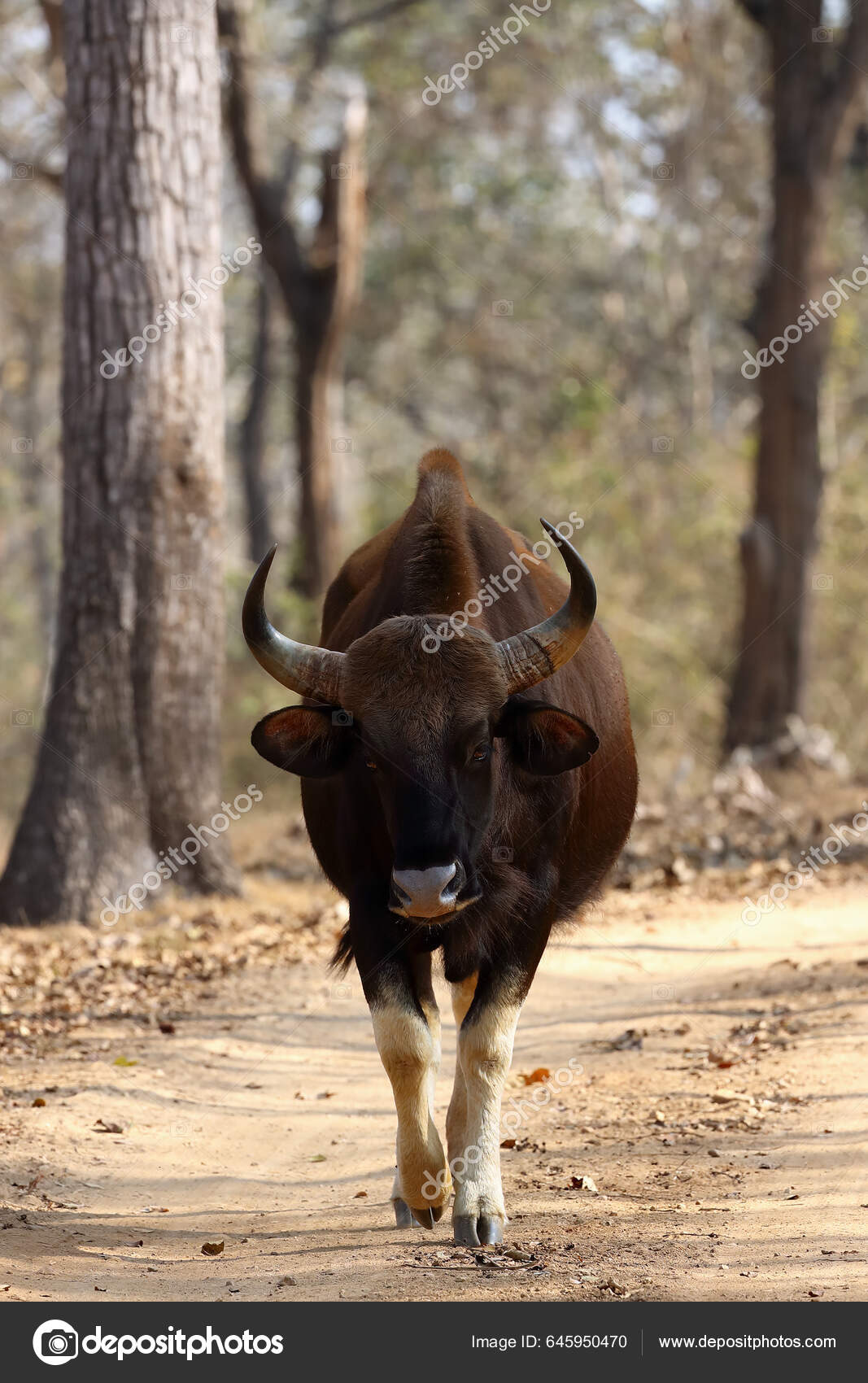 Gaur Bos Gaurus Also Known Indian Bison Large Cow Road — Stock Photo ...