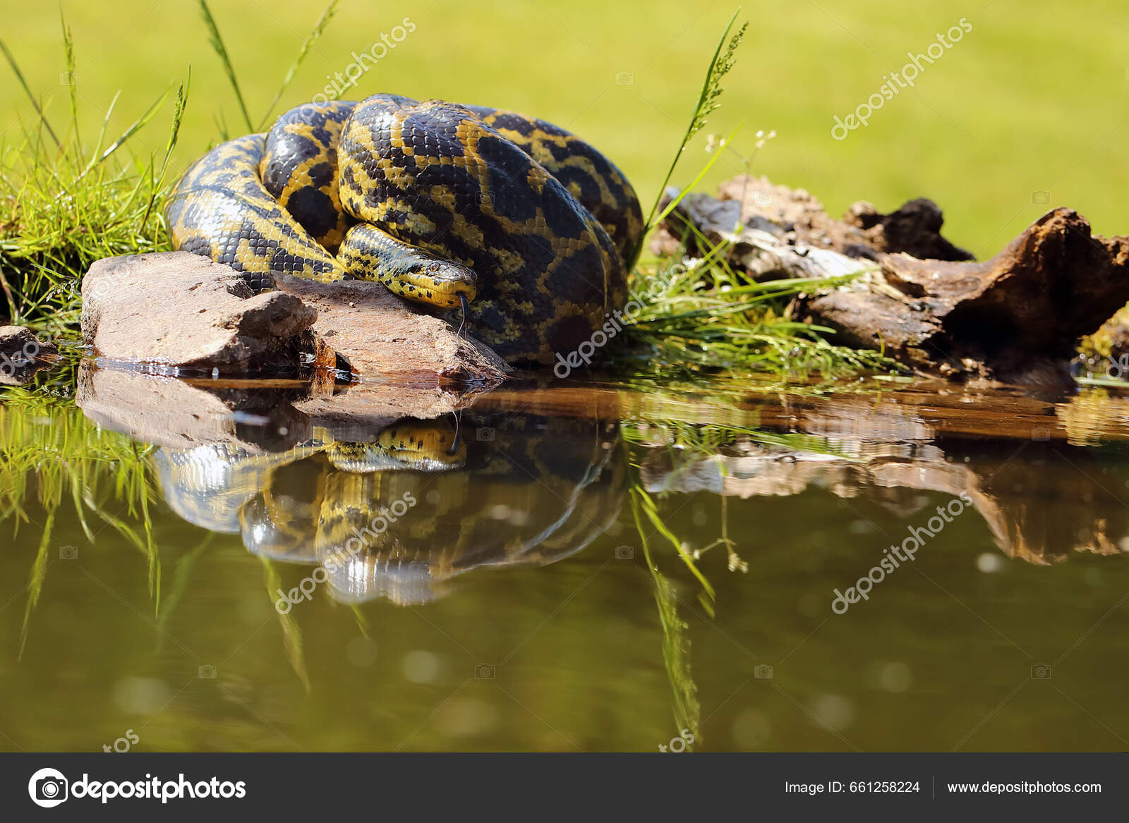 Yellow Anaconda Eunectes Notaeus Also Known Paraguayan Anaconda Lying ...