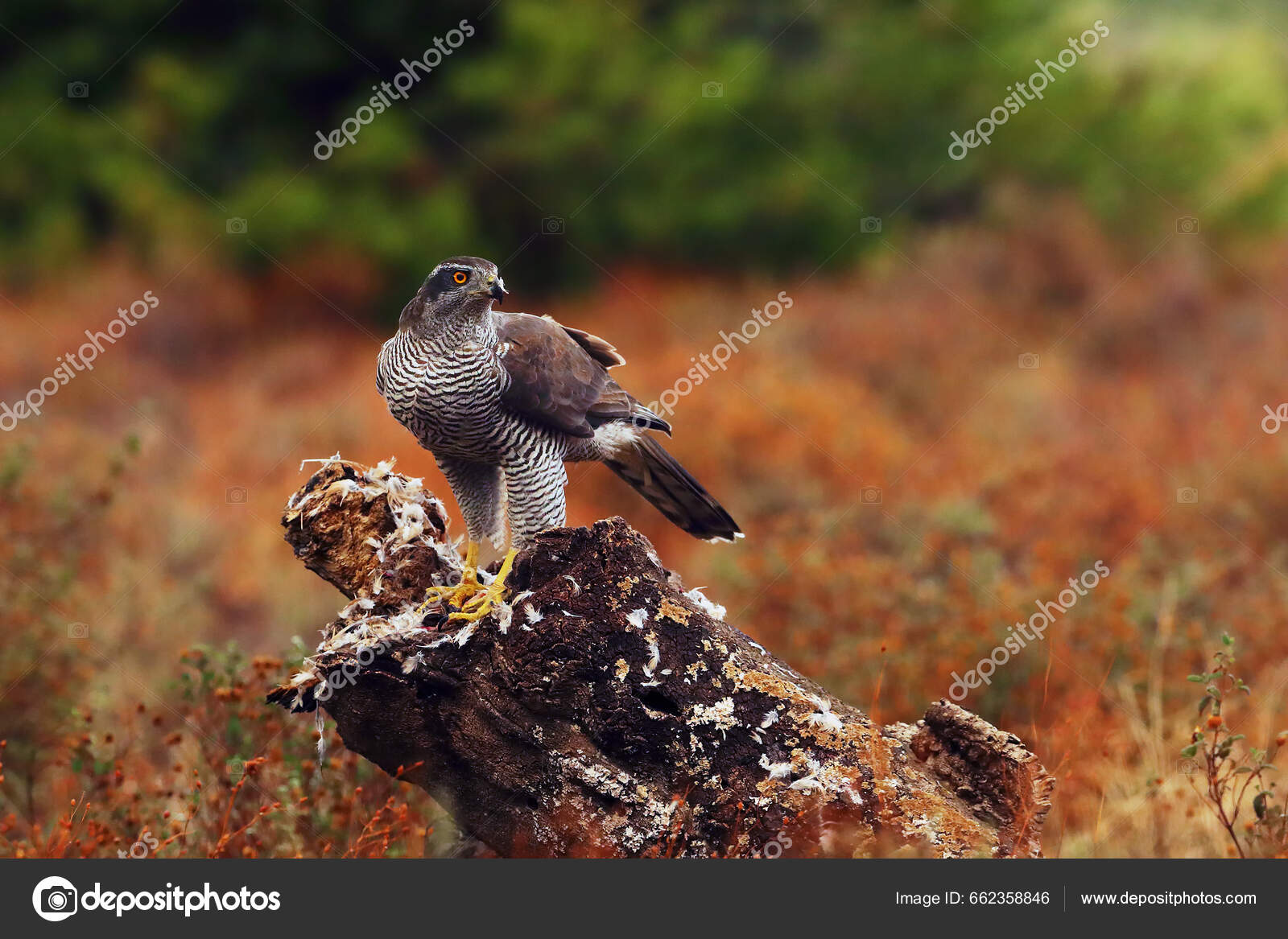Female Goshawk In Trees