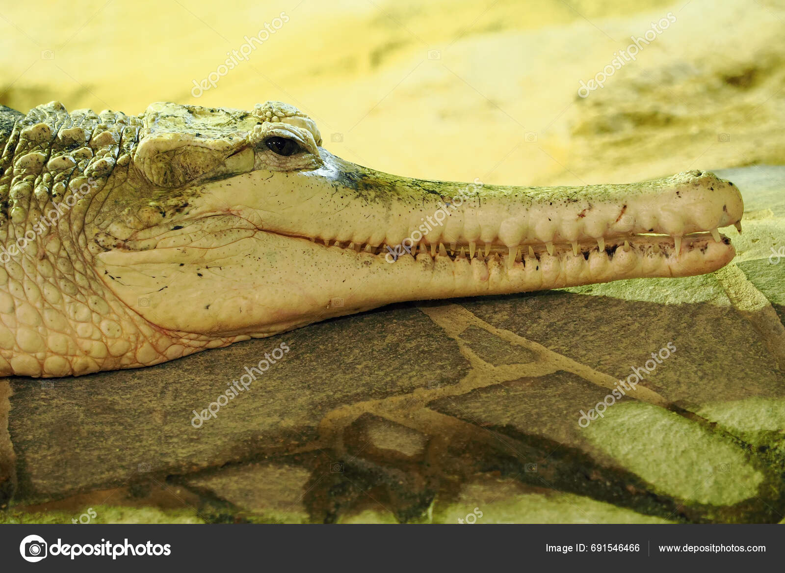 Falso Gharial Tomistoma Schlegelii Também Conhecido Pelos Nomes Gharial ...