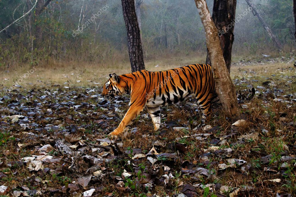 Tigre de Bengala o tigre indio (Panthera tigris tigris), la tigresa ...