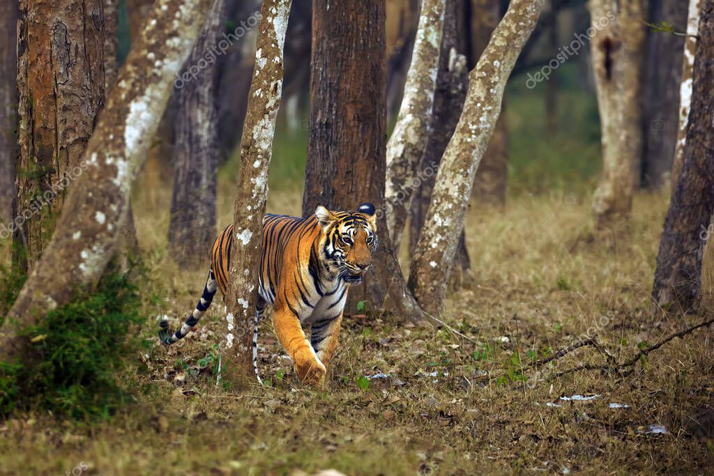 Tigre de Bengala o tigre indio (Panthera tigris tigris), la tigresa ...