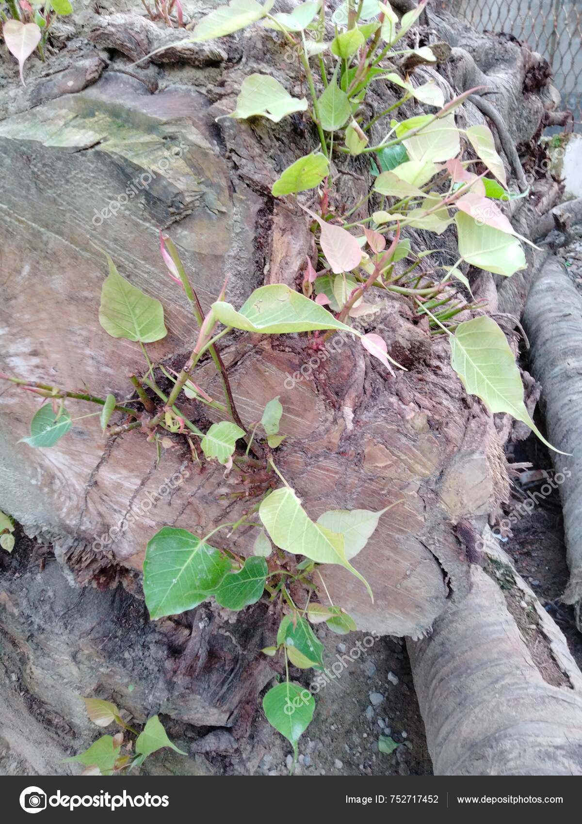 Tree Root Stay Road — Stock Photo © afzal4210 #752717452