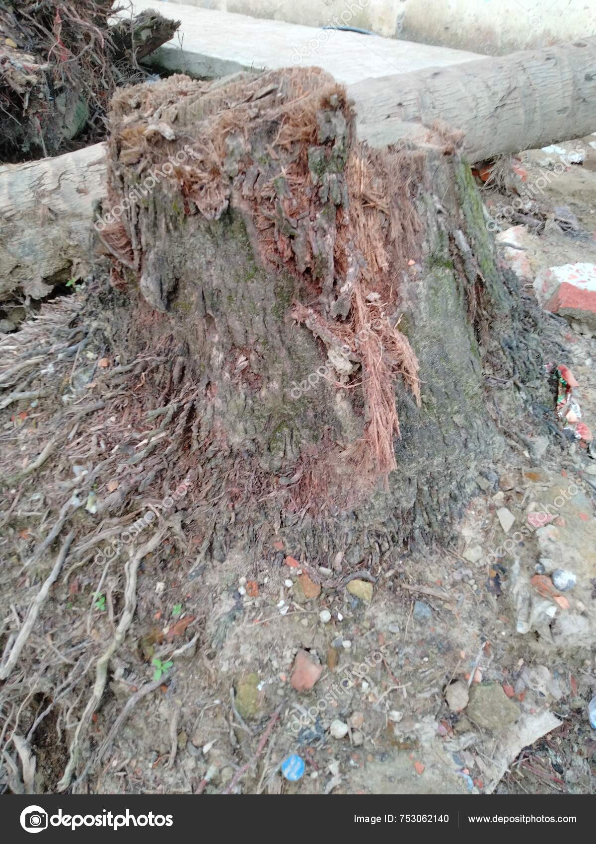 Tree Root Stay Road — Stock Photo © afzal4210 #753062140