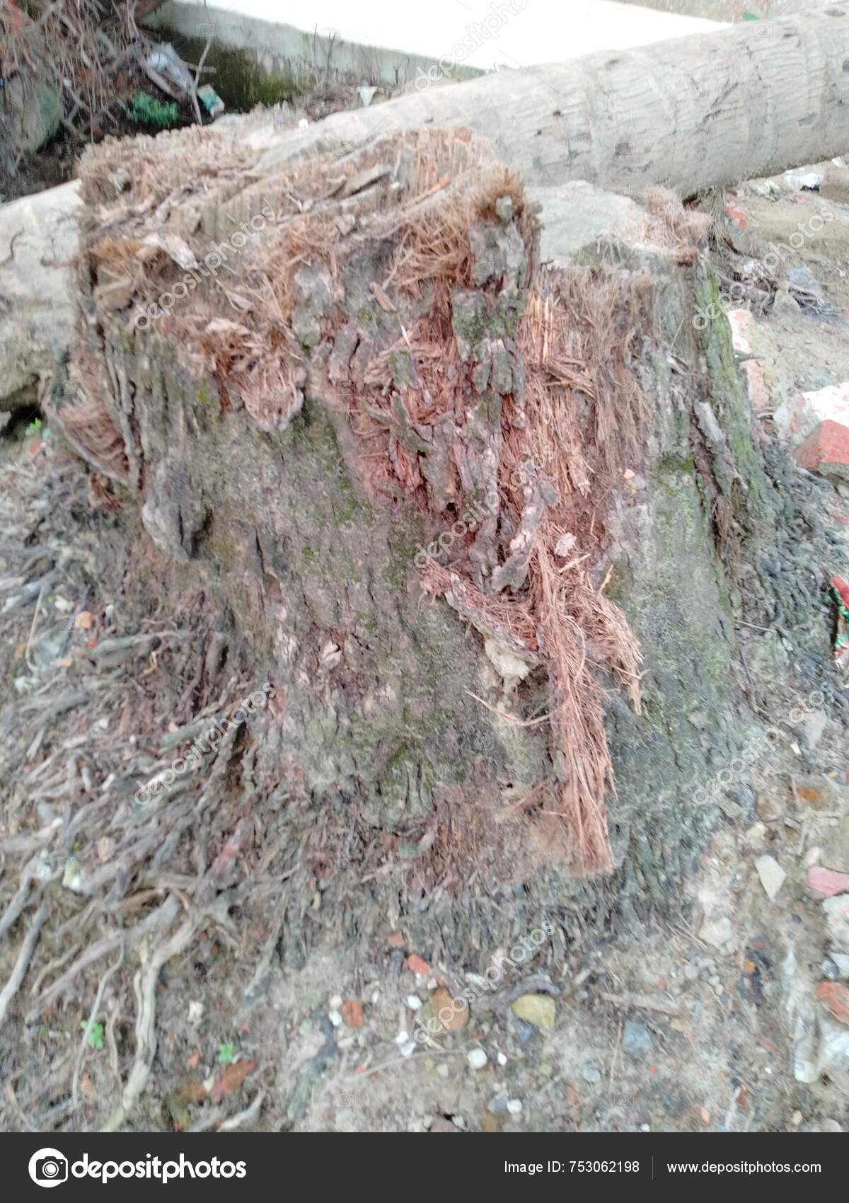 Tree Root Stay Road — Stock Photo © afzal4210 #753062198