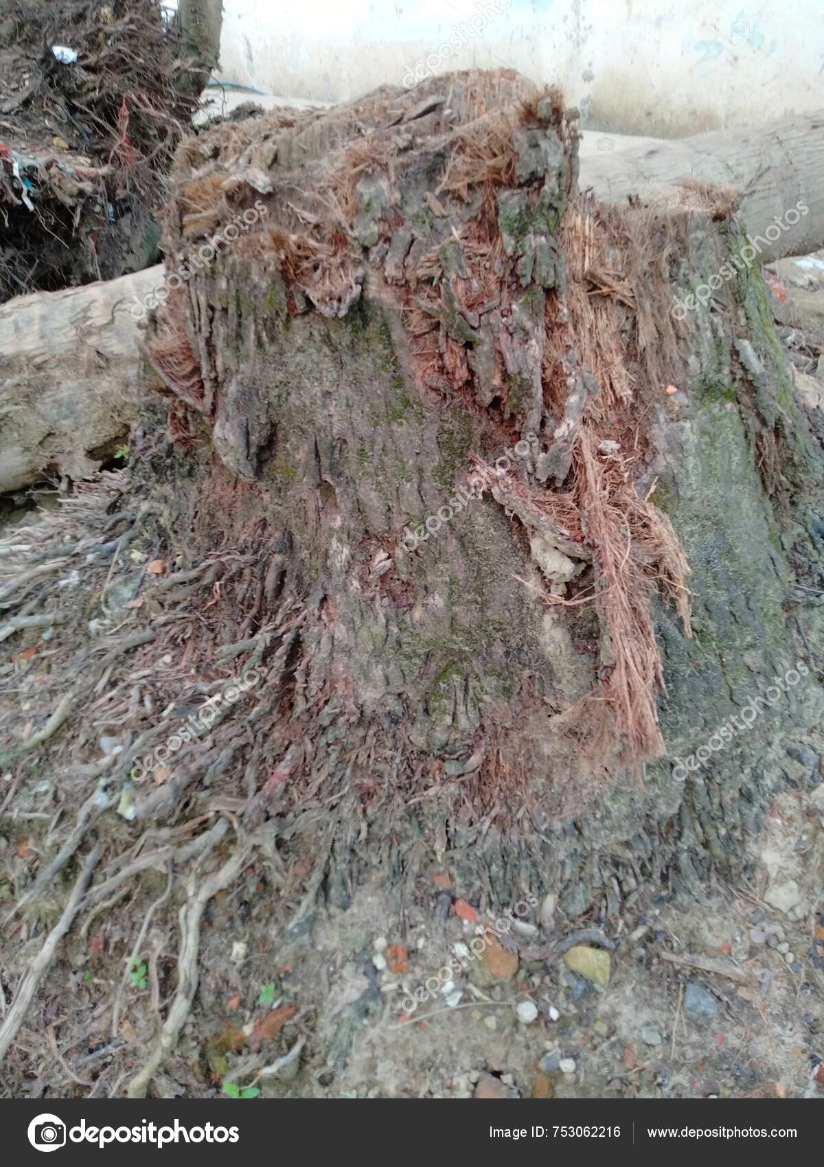 Tree Root Stay Road — Stock Photo © afzal4210 #753062216