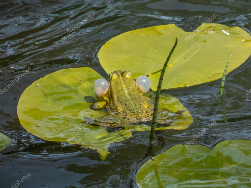 Cruzando ranas de agua comunes o ranas verdes (Pelophylax esculentus ...
