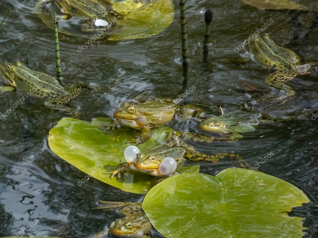Cruzando ranas de agua comunes o ranas verdes (Pelophylax esculentus ...