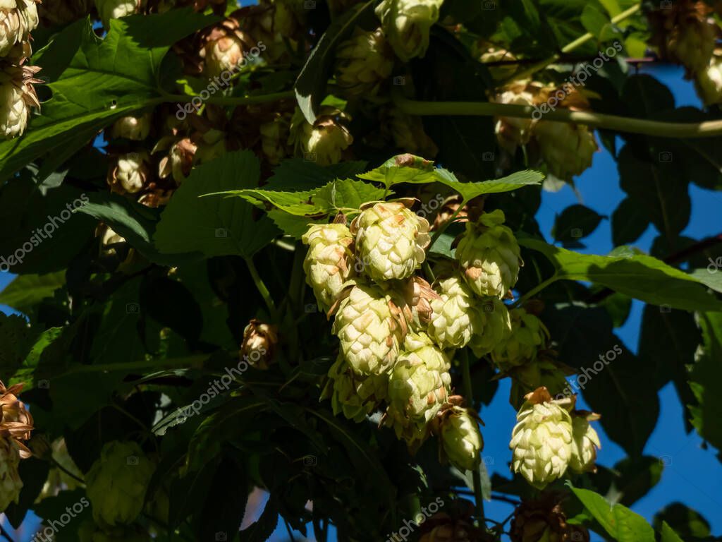 Planta trepadora Lúpulo común (Humulus lupulus) con frutos en forma de ...