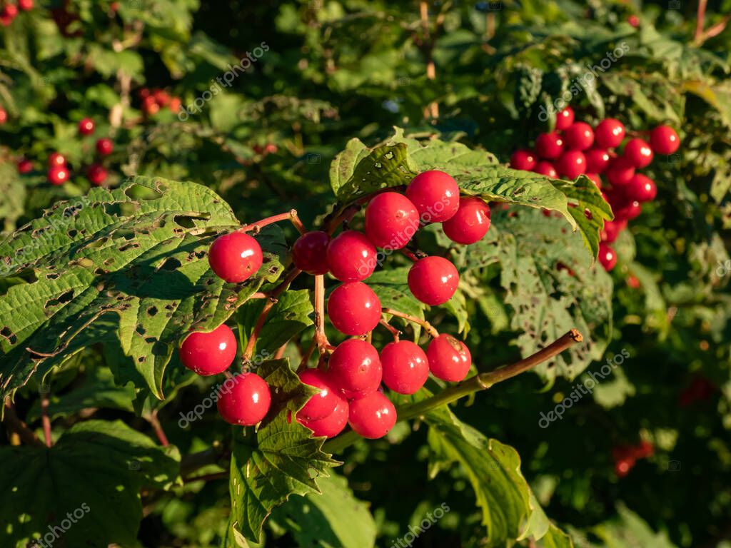 Frutos rojos y maduros de un arbusto siempreverde (viburnum) que crece ...
