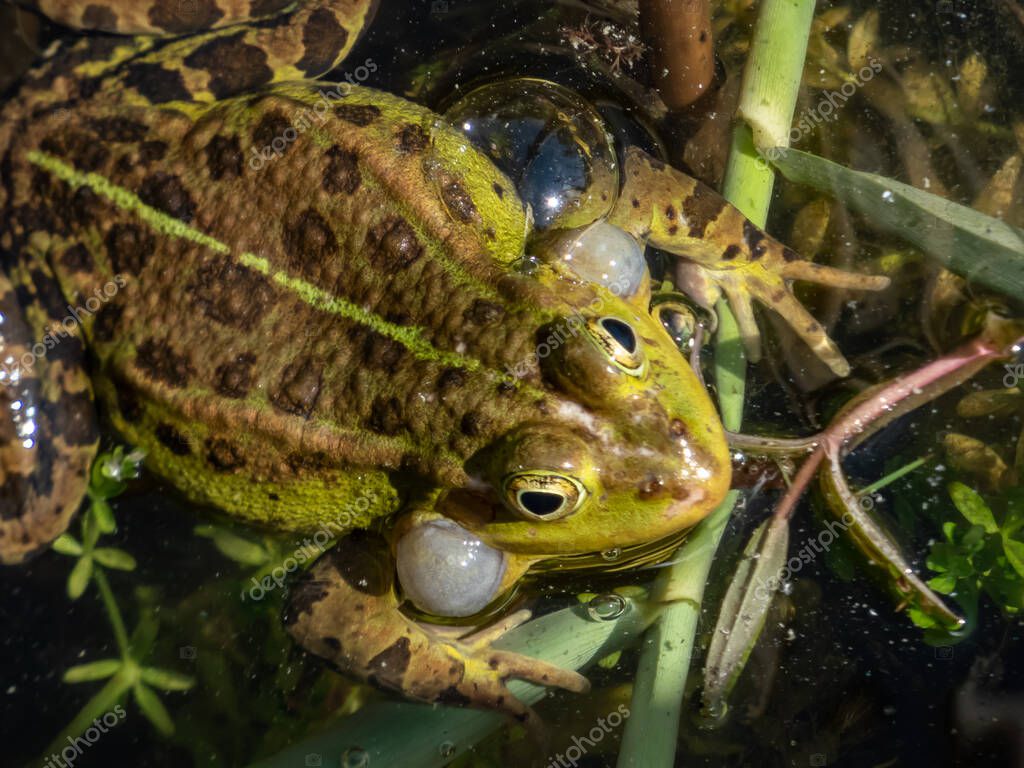 Primer plano de la rana común de agua o rana verde (Pelophylax ...