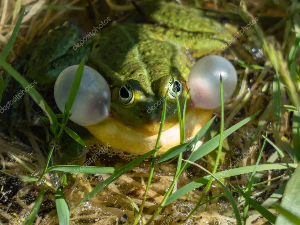 Primer plano de la rana común de agua o rana verde (Pelophylax ...