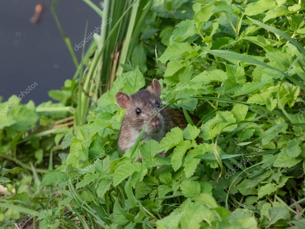 Primer plano de la rata común (Rattus norvegicus) con pelaje gris ...