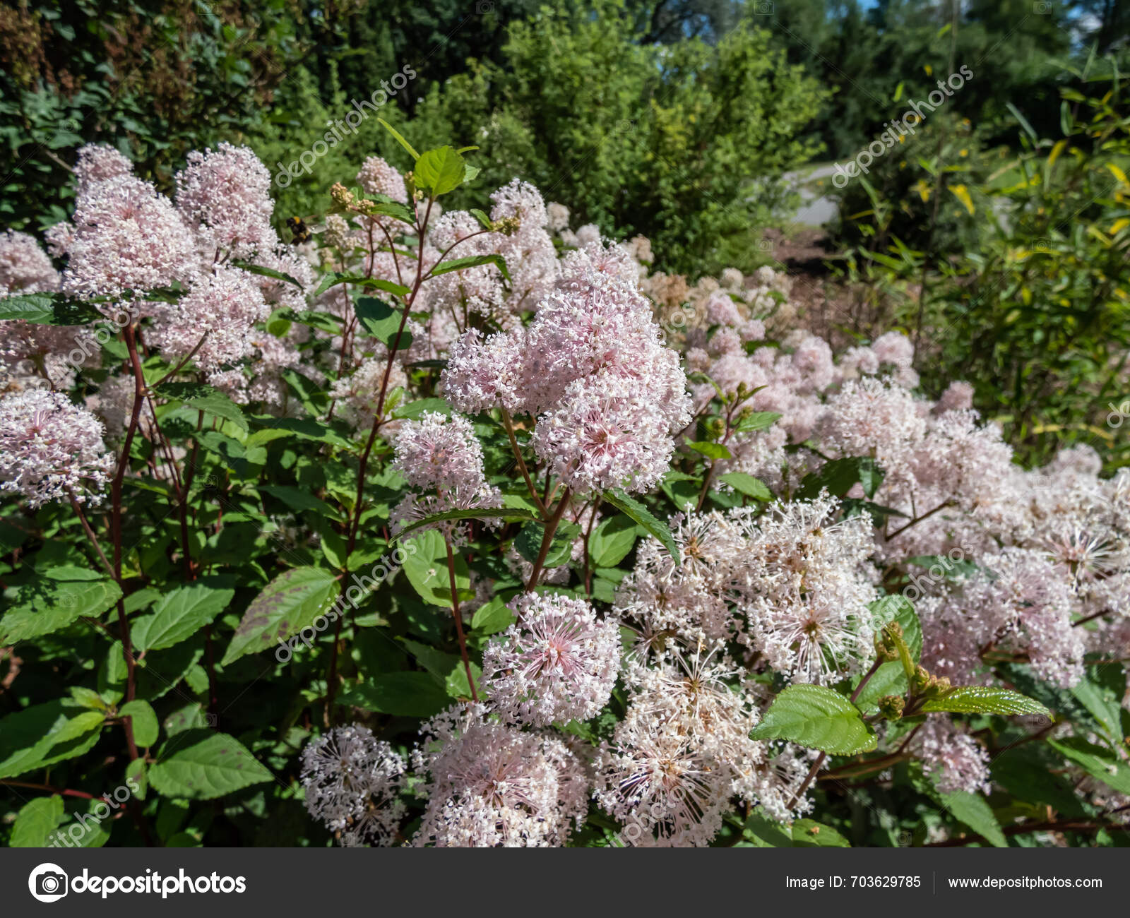 Jersey Tea Ceanothus Red Root Mountain Sweet Wild Snowball Ceanothus ...