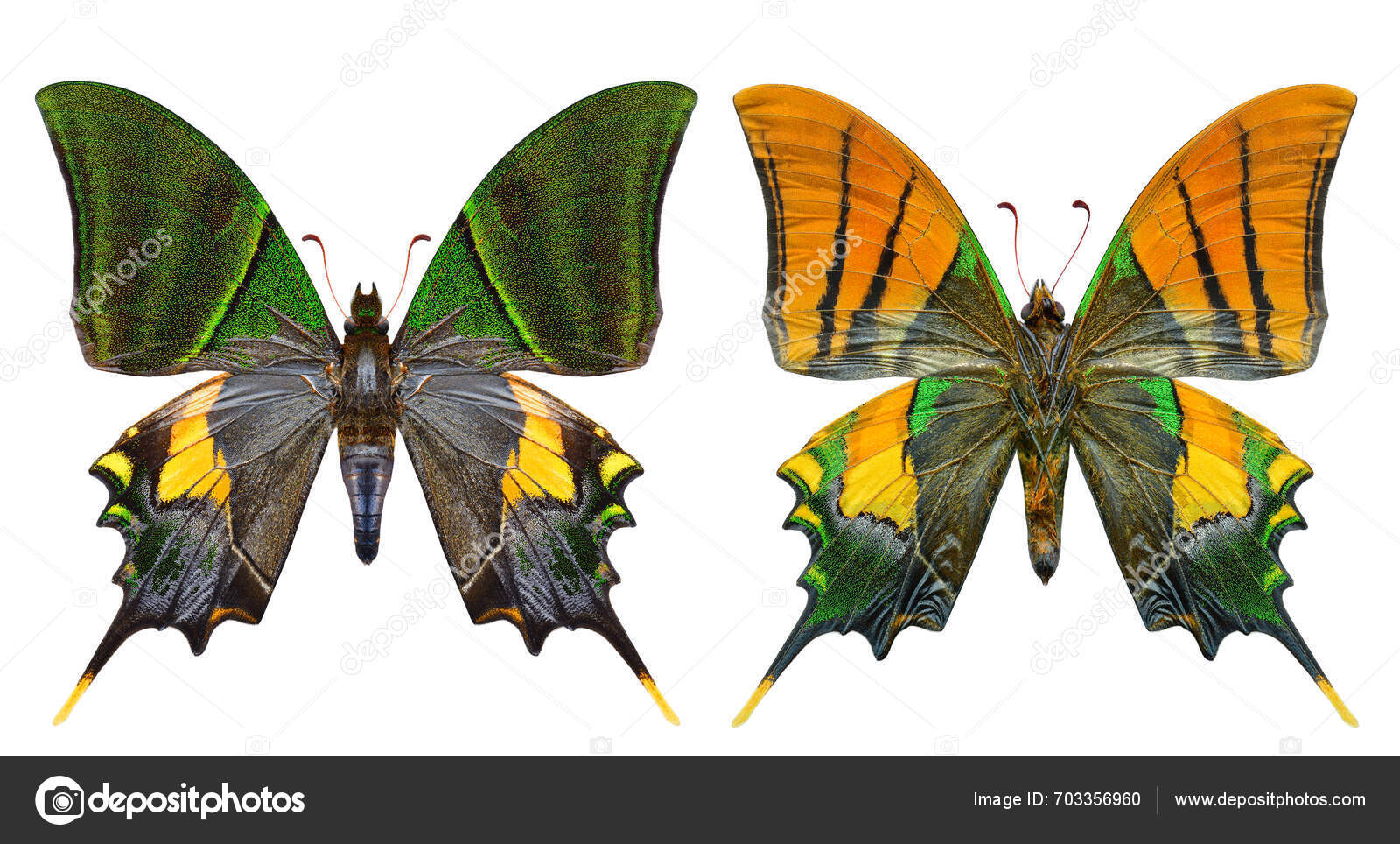 Teinopalpus Imperialis Kaiser Hind India Emperor Butterfly Middle Age ...