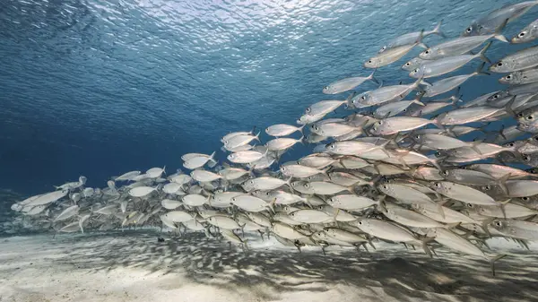 Schooling fish, Big Eye Scad fish in the shallows of the Caribbean Sea ...