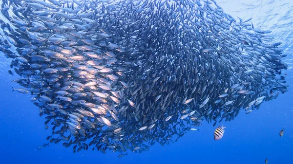 Schooling fish, Big Eye Scad fish in the shallows of the Caribbean Sea ...