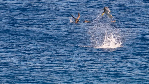 Delfini volanti fotos de stock, imágenes de Delfini volanti sin ...