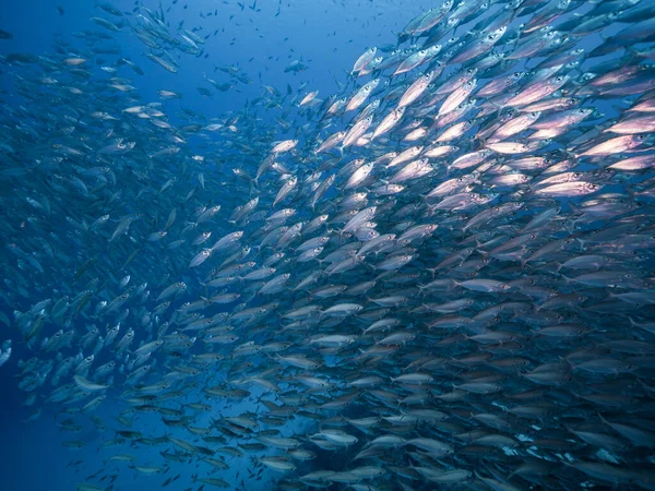 Schooling fish, Big Eye Scad fish in the shallows of the Caribbean Sea ...
