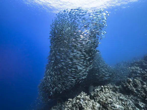 Schooling fish, Big Eye Scad fish in the shallows of the Caribbean Sea ...