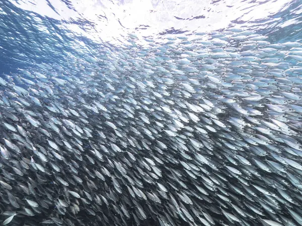 Schooling fish, Big Eye Scad fish in the shallows of the Caribbean Sea ...