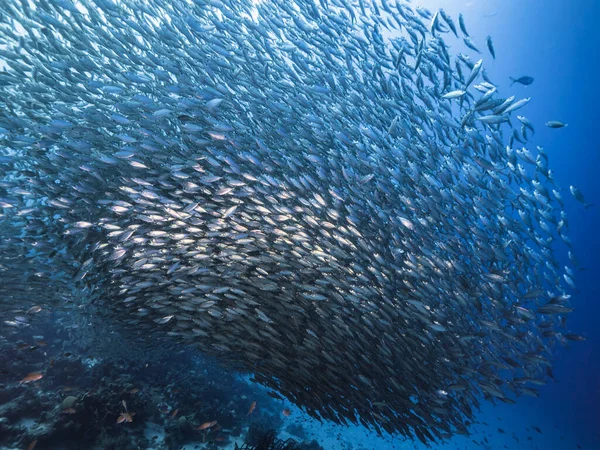 Schooling fish, Big Eye Scad fish in the shallows of the Caribbean Sea ...
