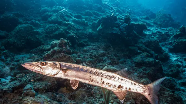 Scuba diving barracuda Fotos de Stock, Scuba diving barracuda Imagens ...