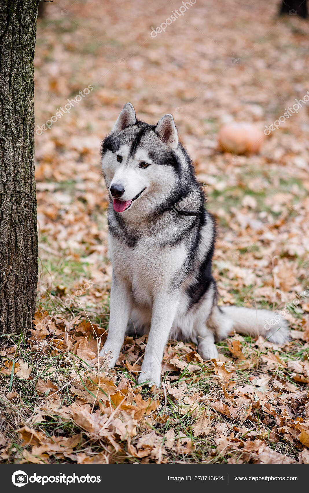 Vertical Portrait Husky Autumn Forest Dog Sitting His Tongue Hanging ...