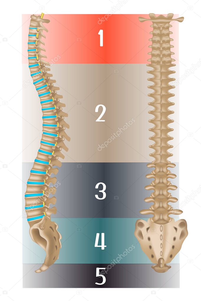 Anatomía de la columna humana. Vistas laterales y traseras. Tutorial ...