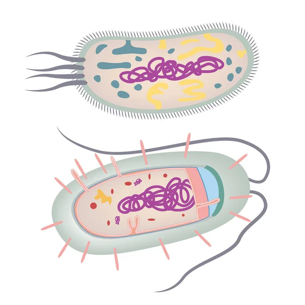 Bacterial Cell Diagram No Labels