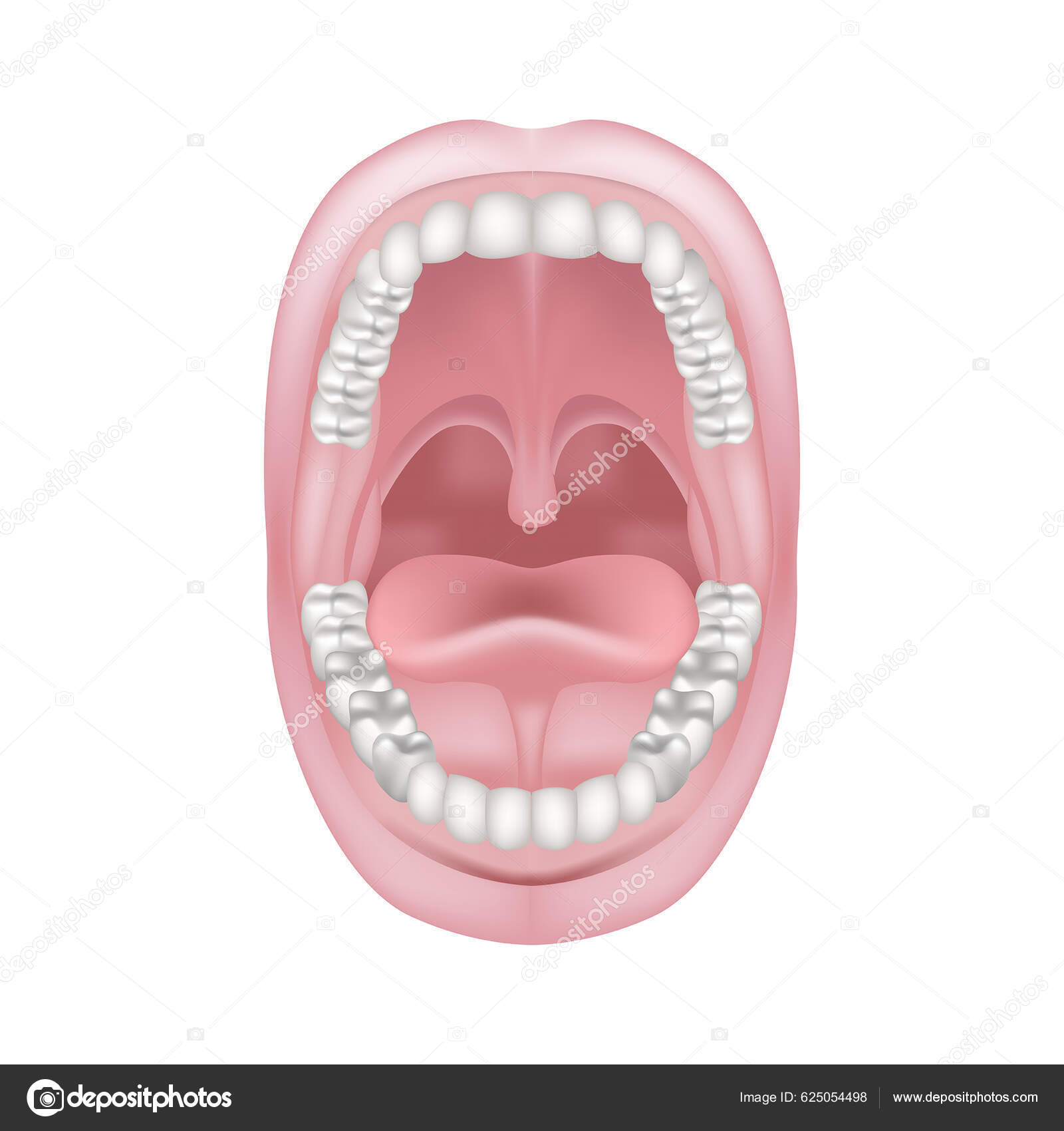 Anatomía Cavidad Oral Abre Bien Boca Dos Filas Dientes Con Ilustración ...