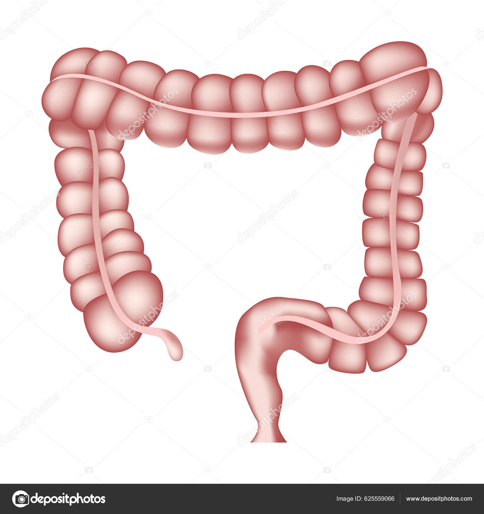 Intestinos Humanos Saudáveis Manual Anatomia Ilustração Vetorial imagem ...