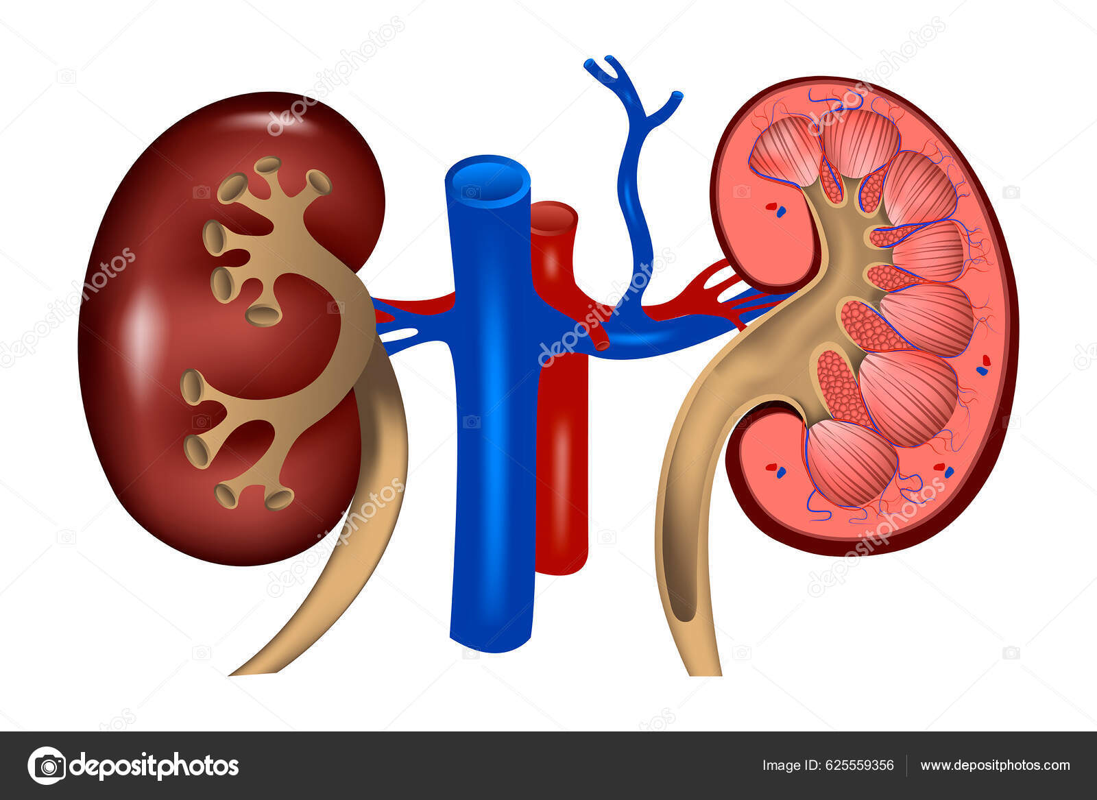 Rein Humain Anatomie Des Organes Internes Système Urinaire Illustration ...