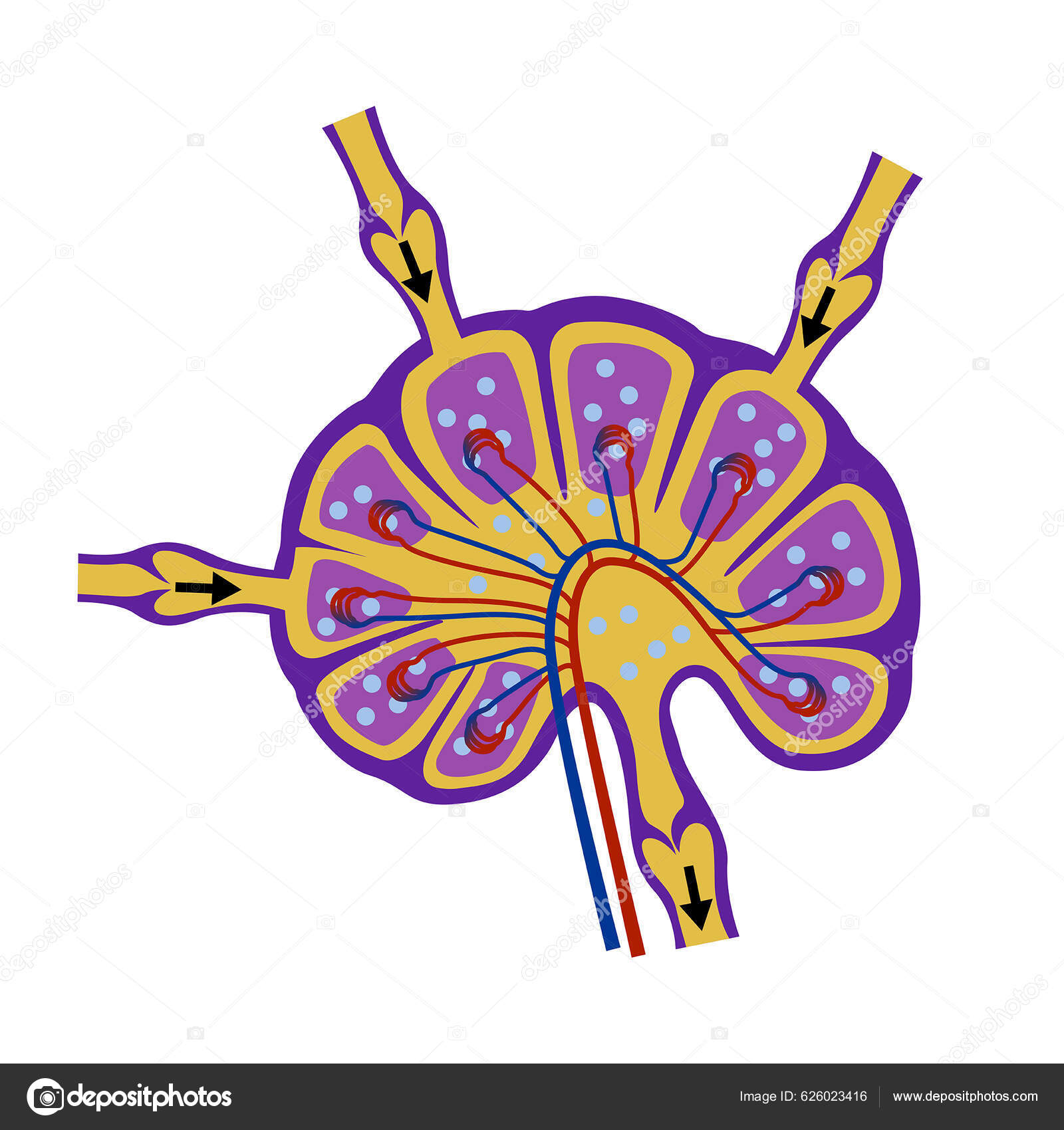 Anatomía Ganglio Linfático Esquema Simplificado Ilustración Vectorial ...