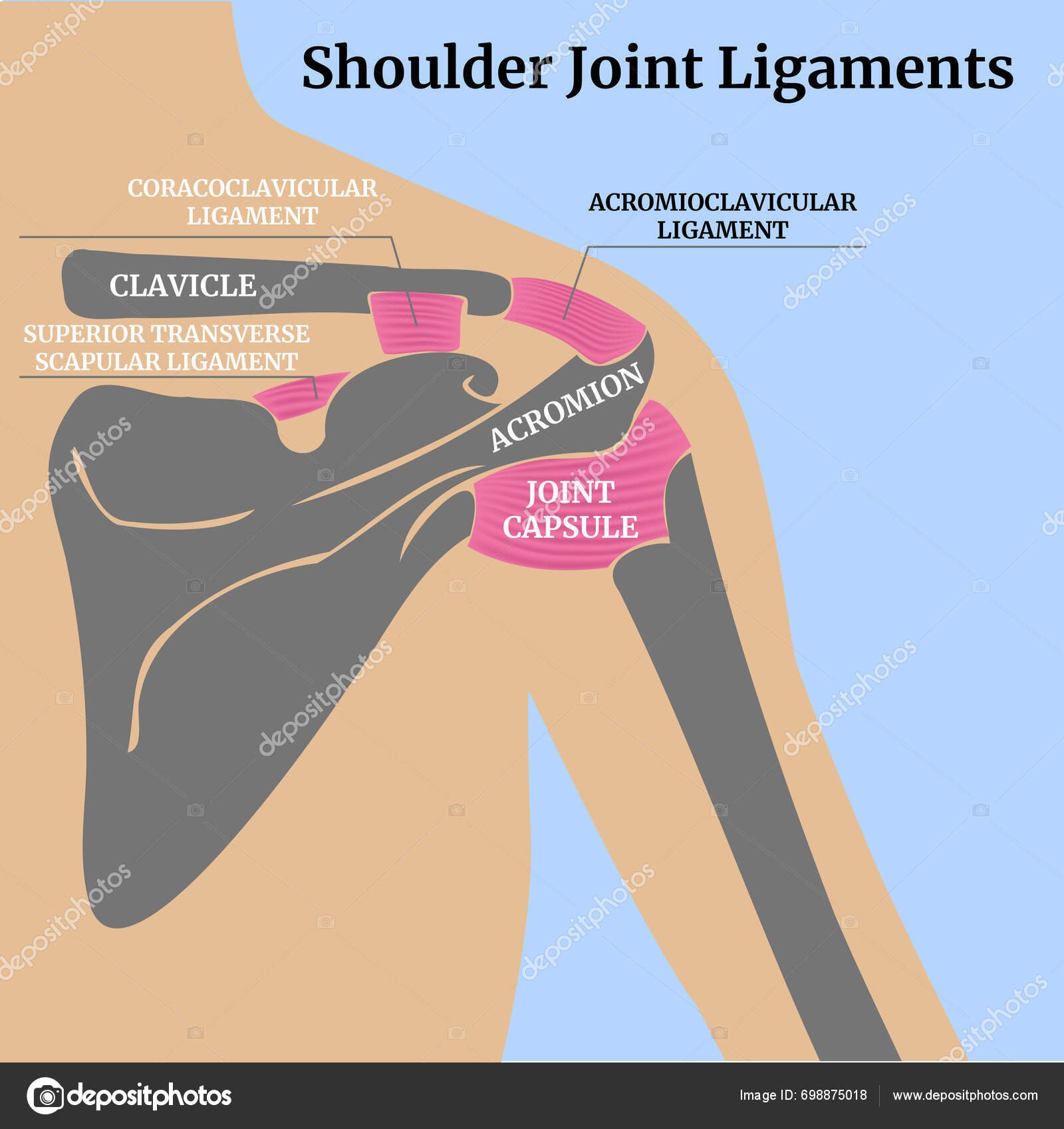 Anatomi Cross Sectional Otot Dan Tulang Manusia Ligamen Sendi Bahu ...