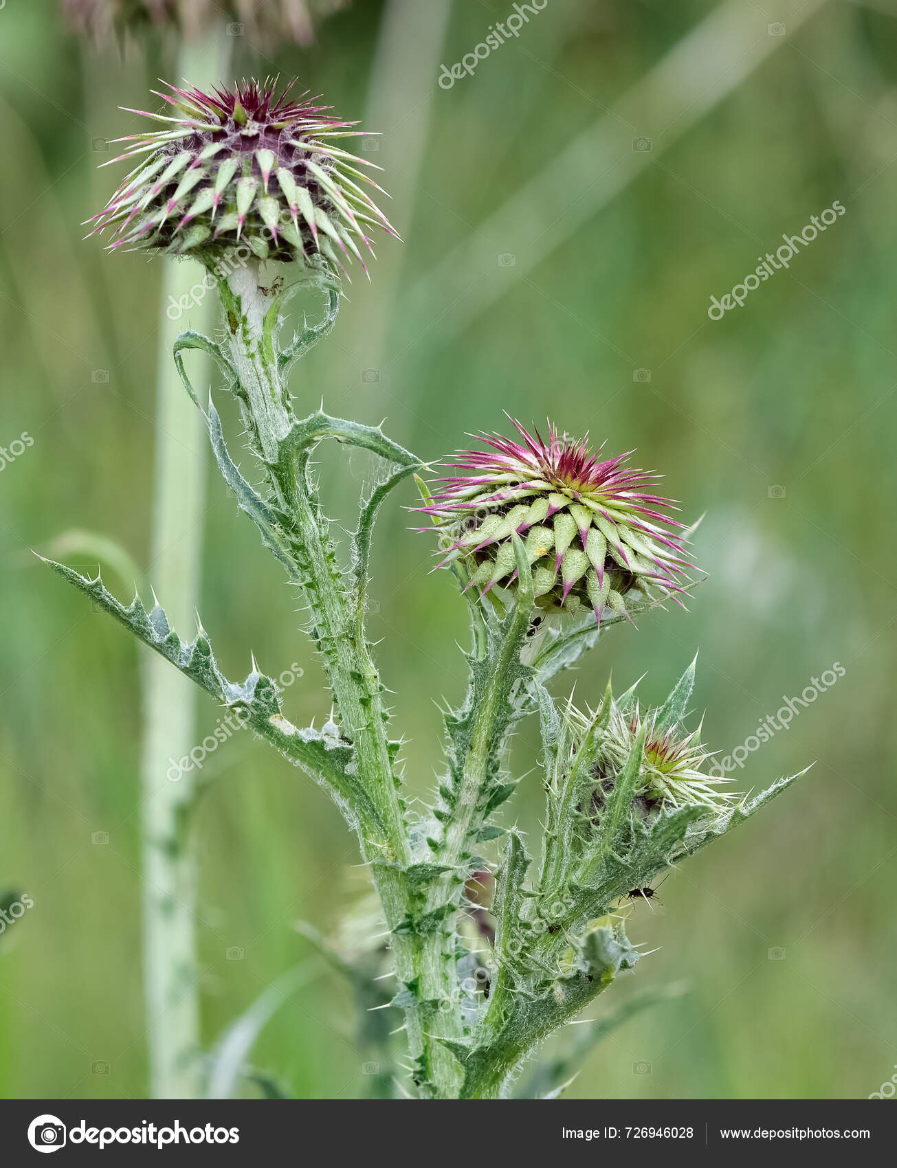 Natural Thorns Purple Flowering Thorn Photos — Stock Photo ...