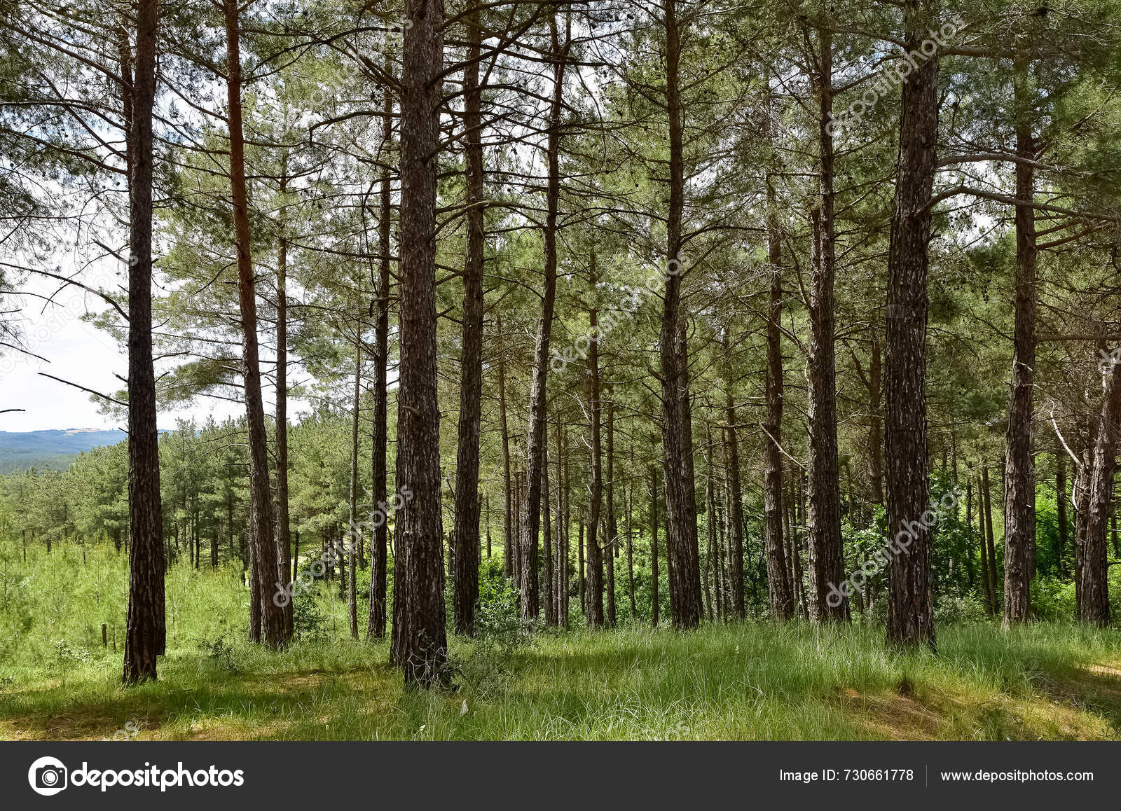 Rural Areas Photos Forests Trees — Stock Photo © benburdayimzaten ...