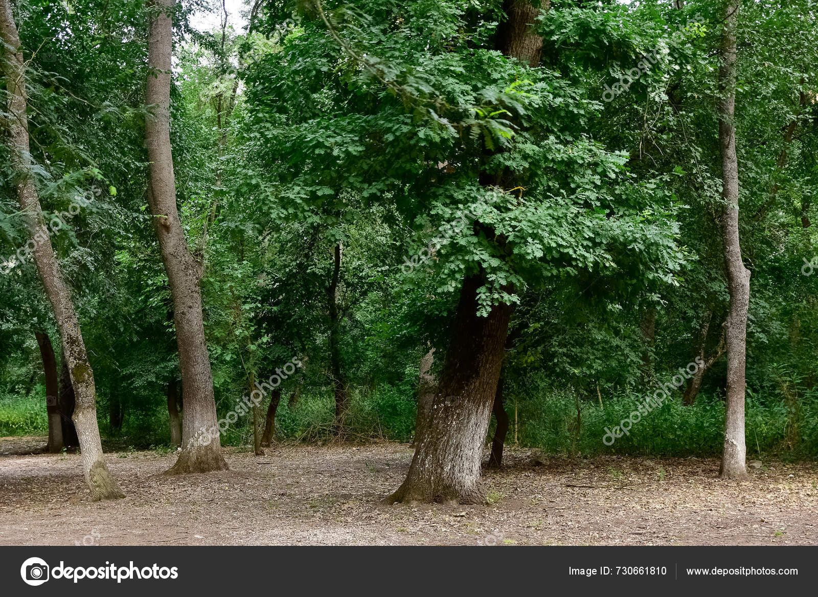 Rural Areas Photos Forests Trees — Stock Photo © benburdayimzaten ...
