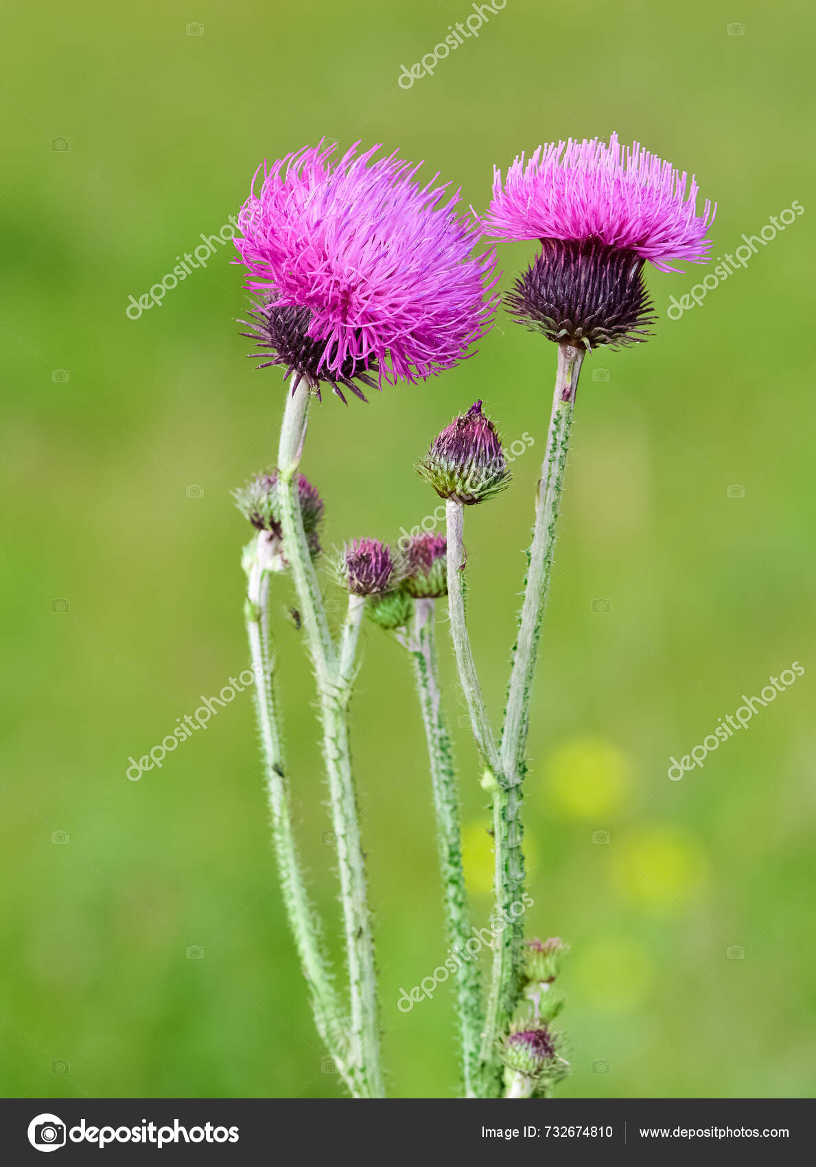 Natural Thorns Purple Flowering Thorn Photos — Stock Photo ...